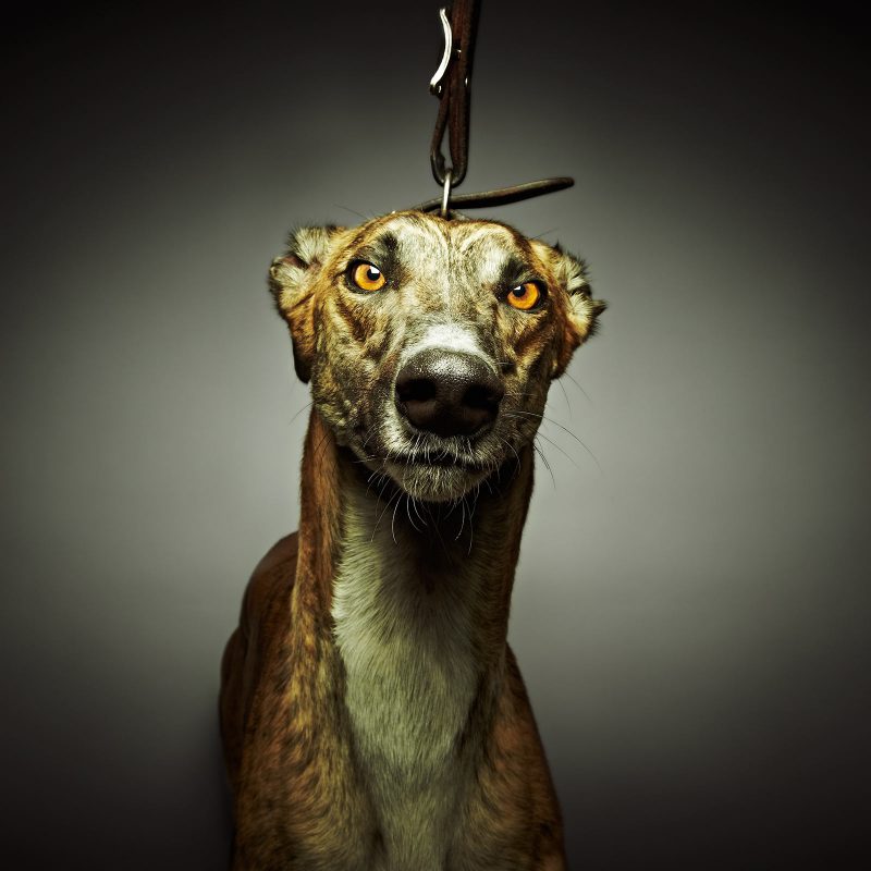 The Lure : Exhibition - Toby Dixon